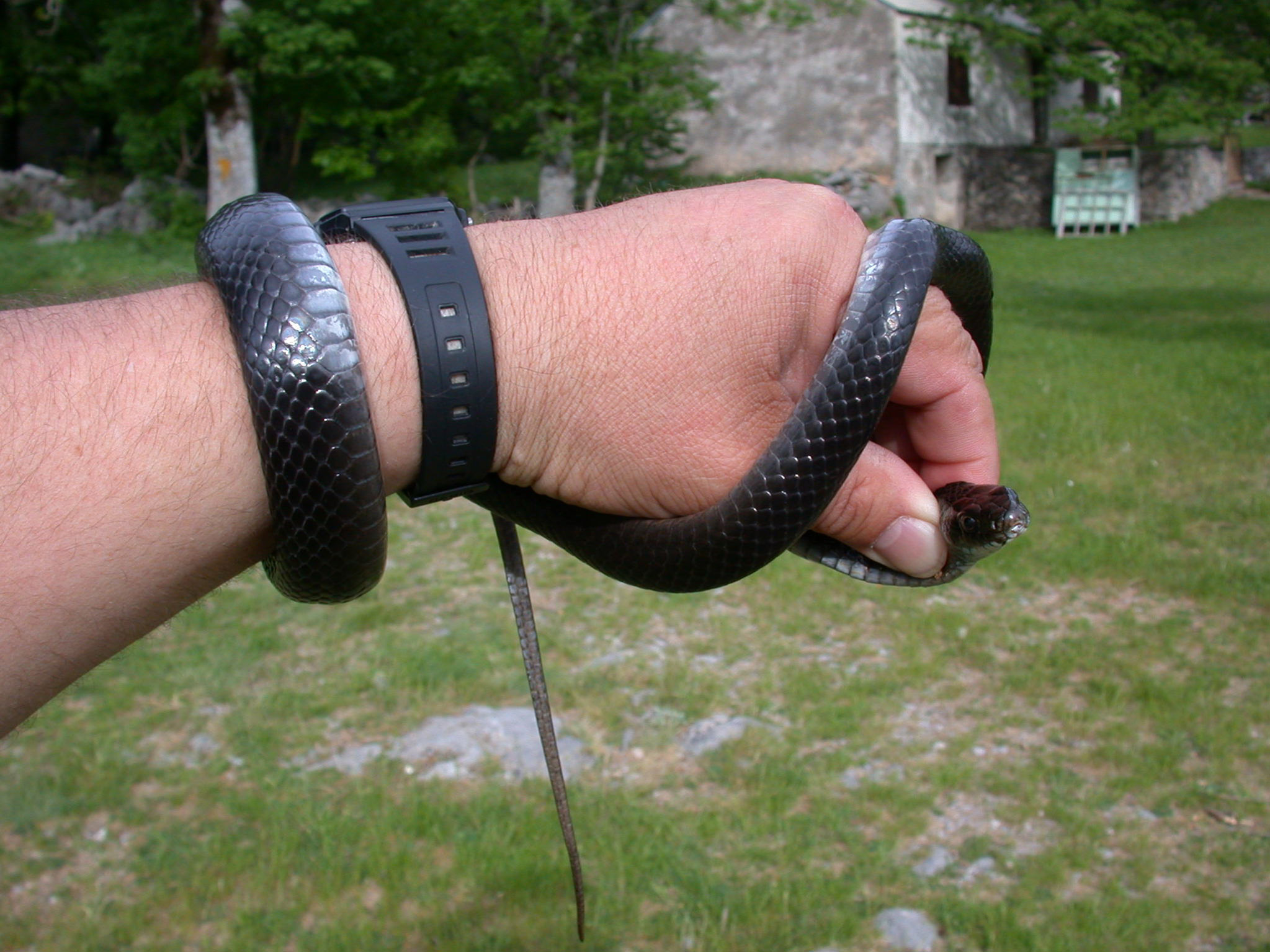 Sve brojnije dojave o susretima zmija i ljudi | LIKA ONLINE ...