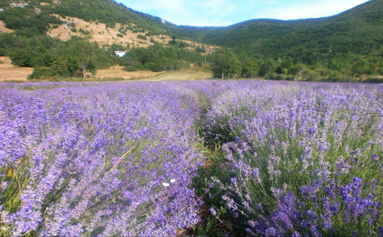Lavanda je zagospodarila Likom | LIKA ONLINE - Najposjećeniji lički portal